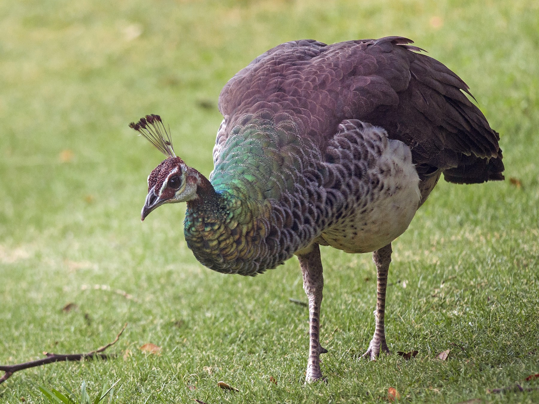 Female Peacock