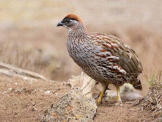 Erckel's Spurfowl - eBird