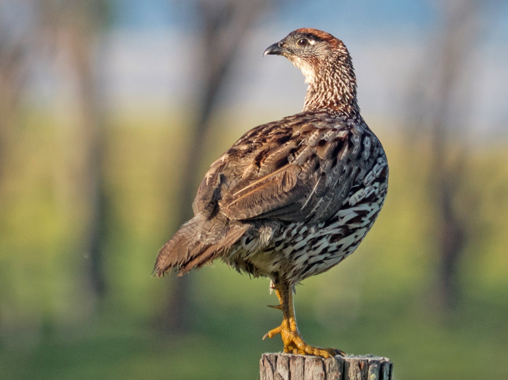 Erckel's Spurfowl - eBird