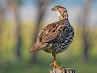 Erckel's Spurfowl - eBird