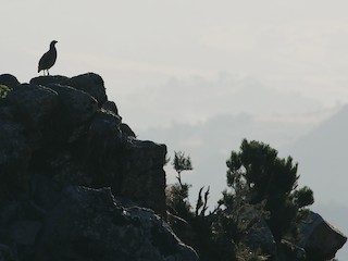 Erckel's Spurfowl - eBird