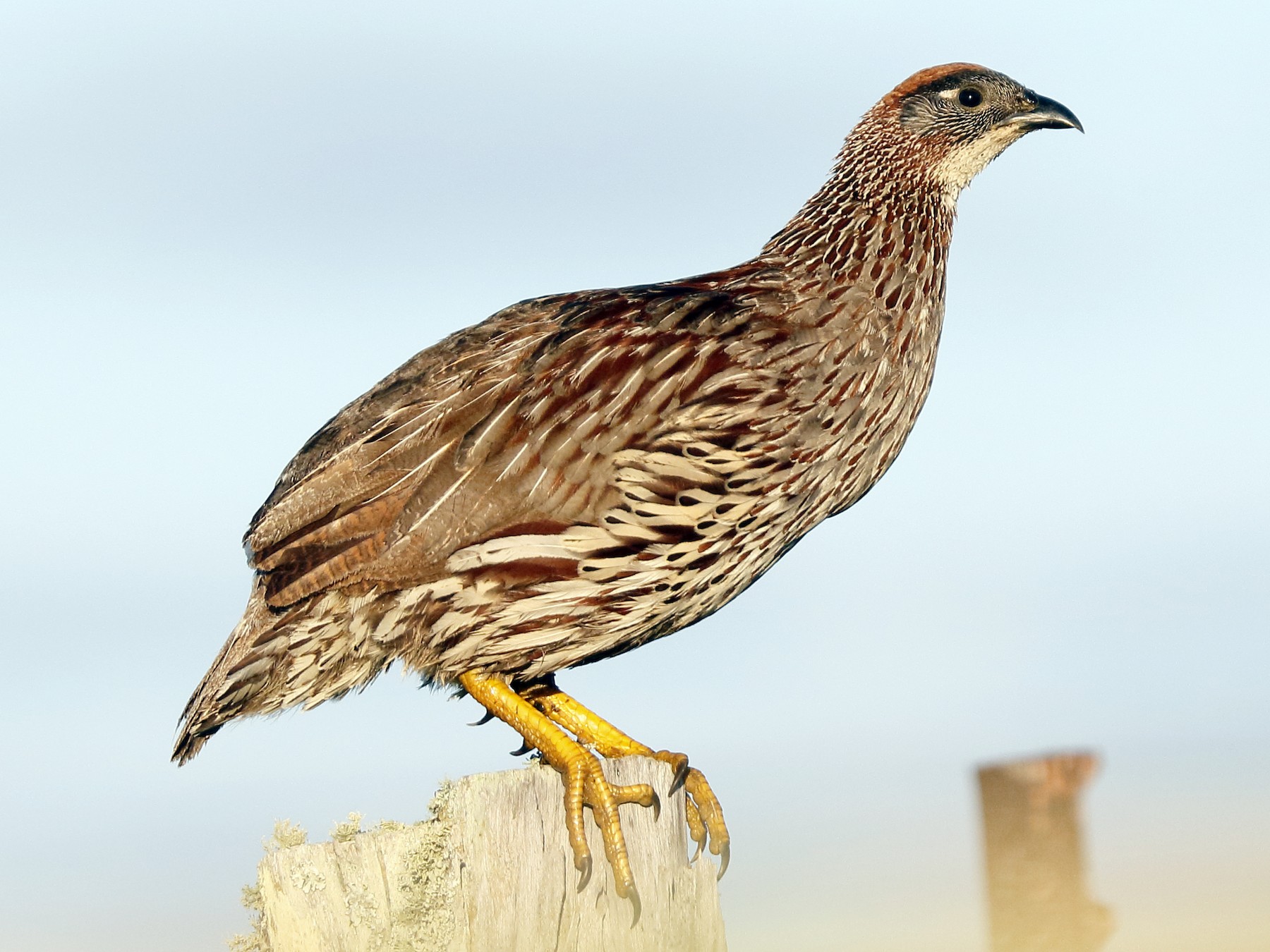 Erckel's Spurfowl - eBird