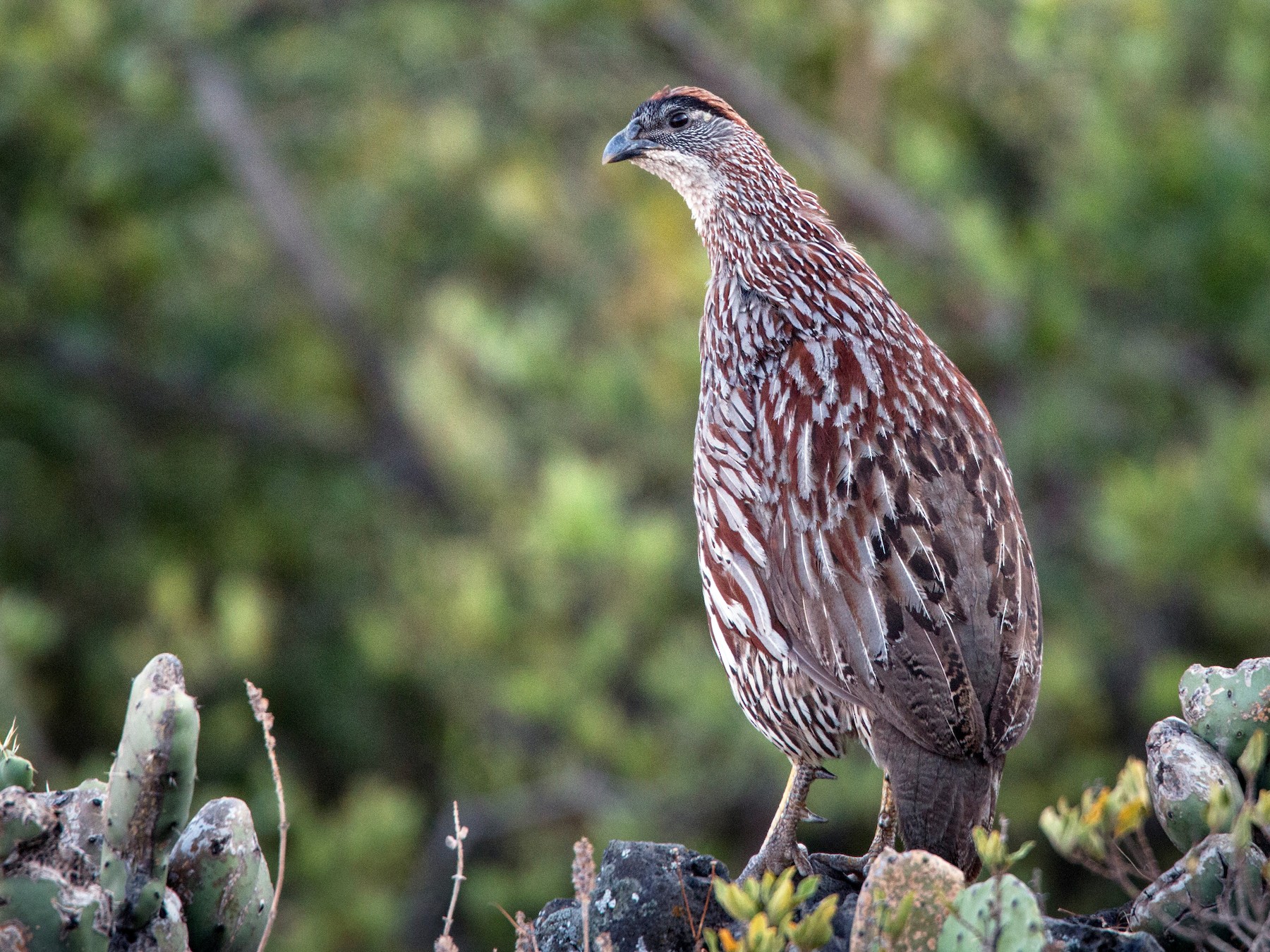 Erckel's Spurfowl - eBird