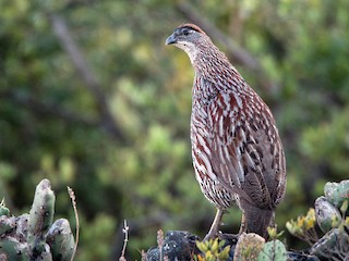 Erckel's Spurfowl - eBird