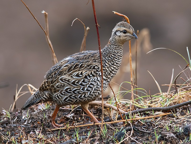 Black Francolin - eBird