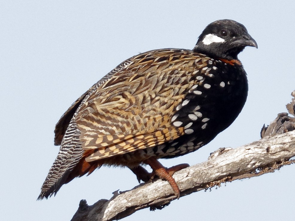 Black Francolin - eBird