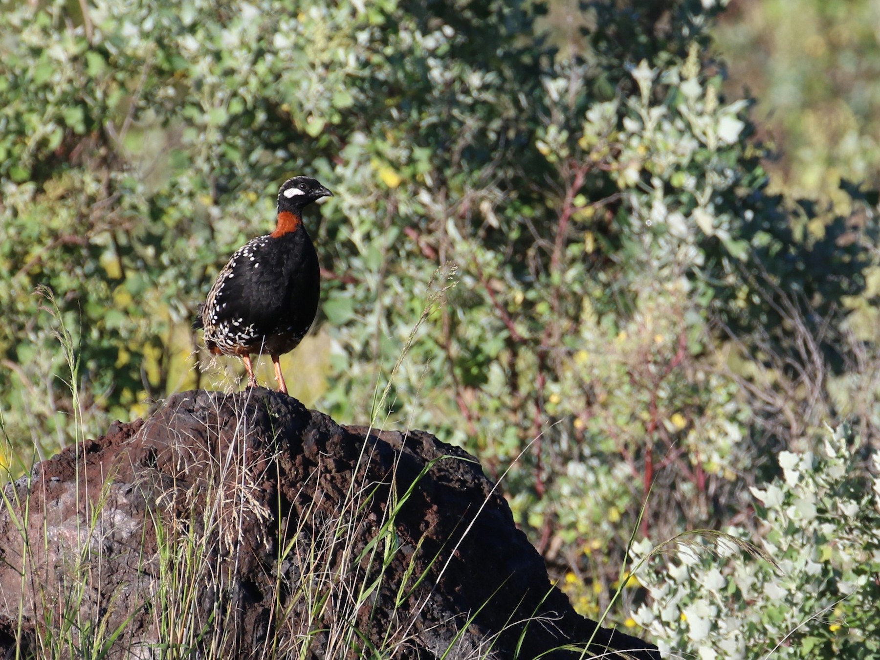 Black Francolin - eBird