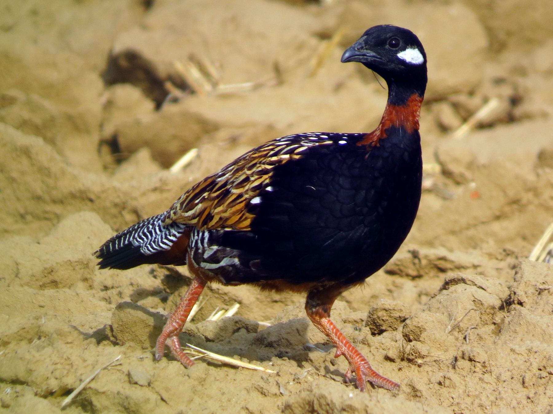 Black Francolin - eBird