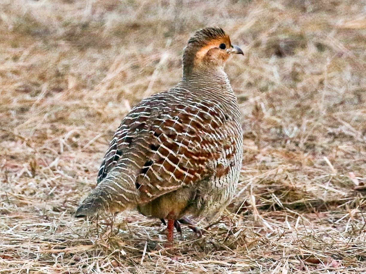 Gray Francolin - eBird