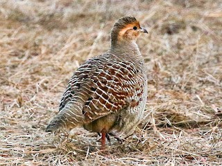 Grey Francolin - eBird