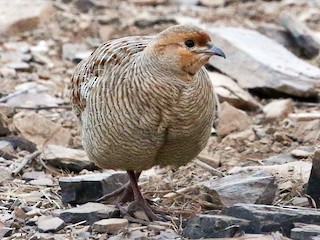 Gray Francolin - eBird