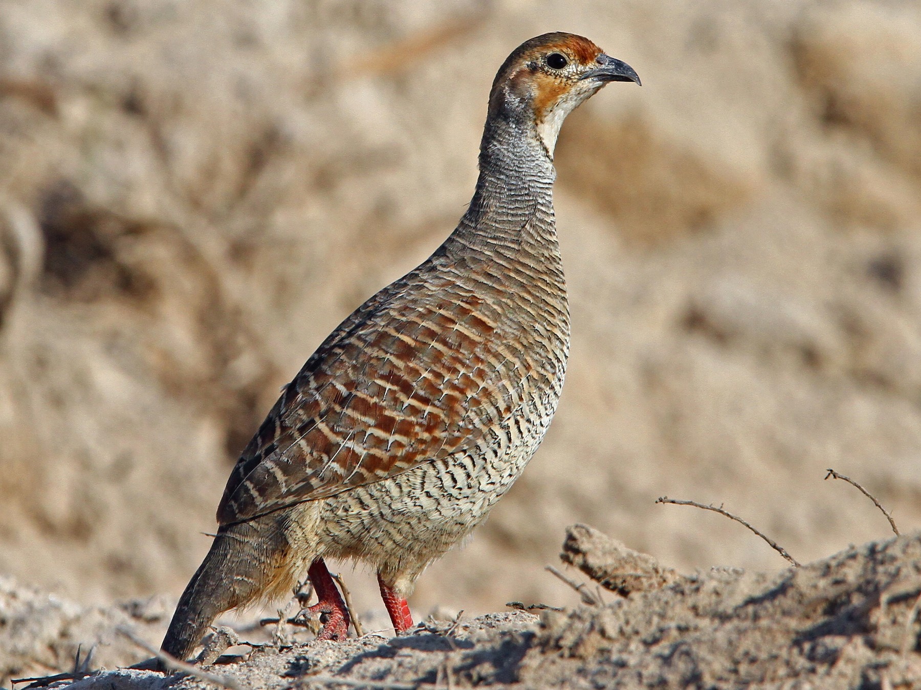 Gray Francolin - eBird