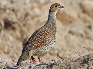 Gray Francolin - eBird