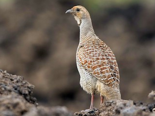Gray Francolin - eBird