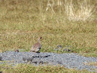 Grey Francolin - eBird