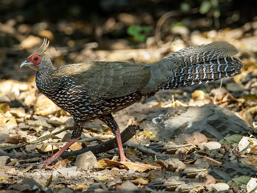 Kalij Pheasant - eBird