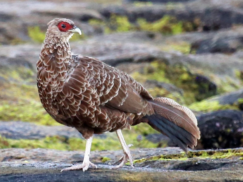 Kalij Pheasant - eBird