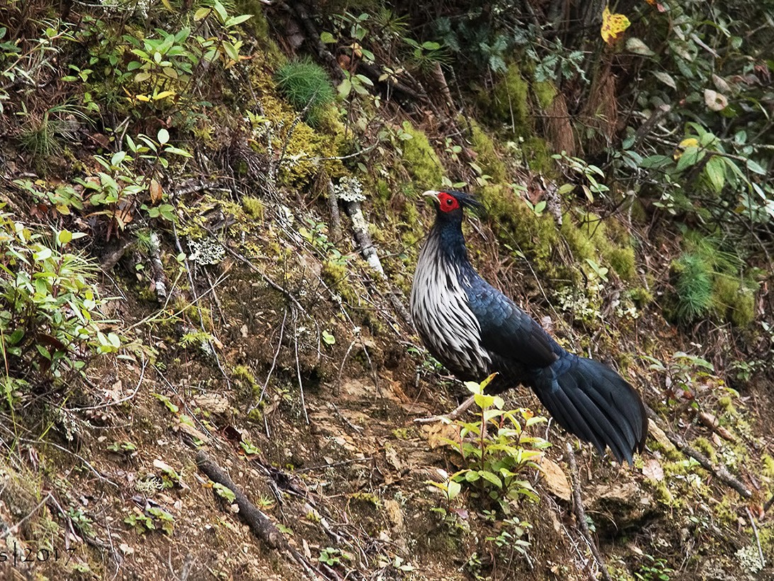 Kalij Pheasant - eBird
