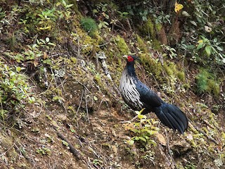 Kalij Pheasant - eBird