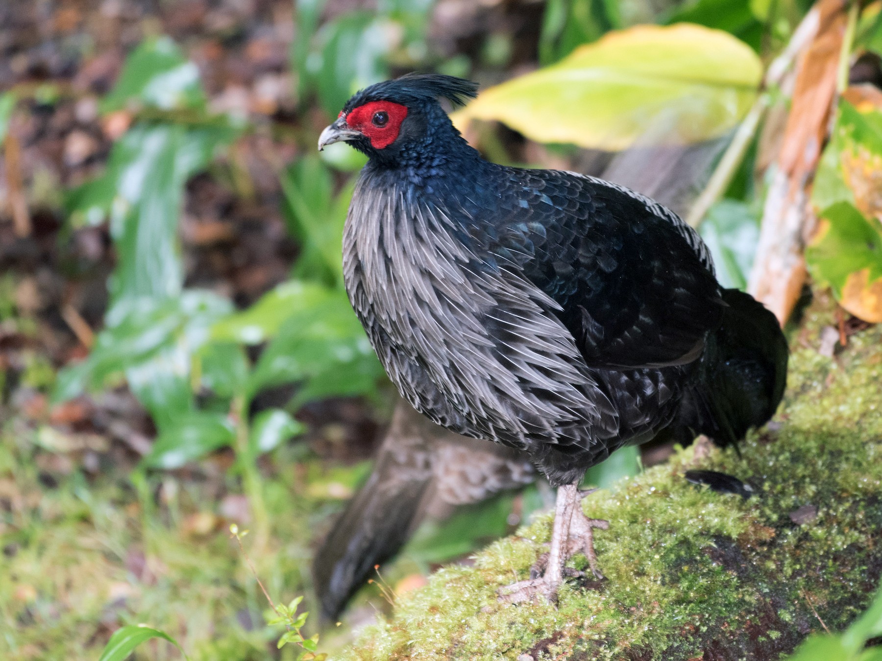 Kalij Pheasant - eBird