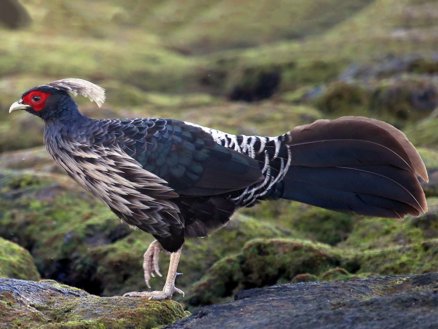 Kalij Pheasant - eBird