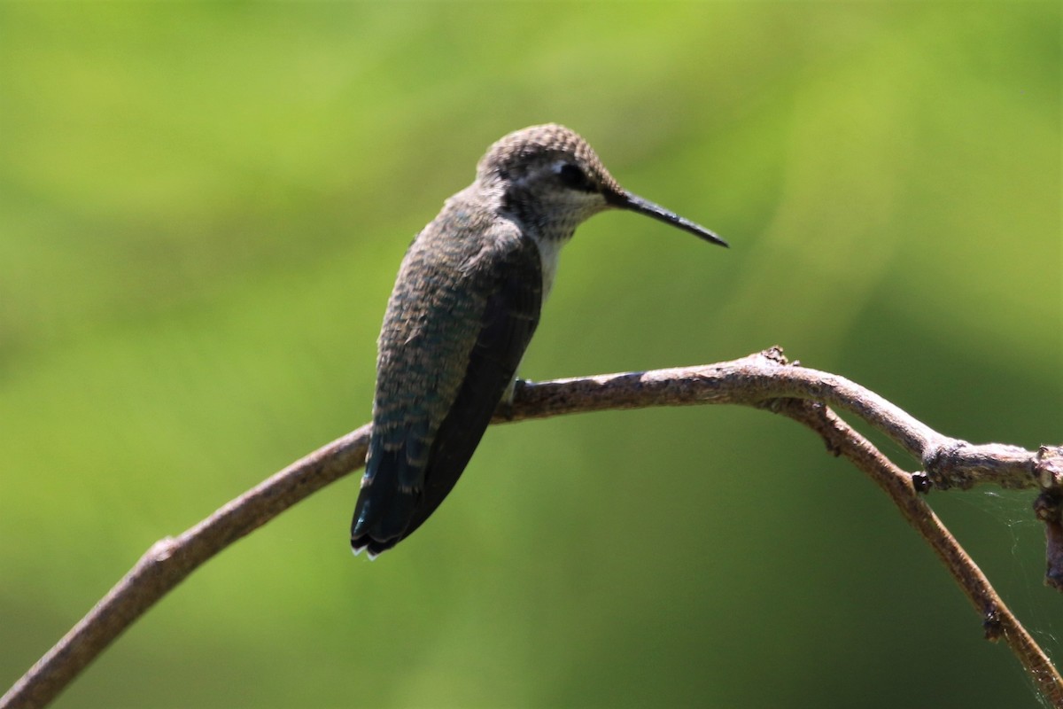 eBird Checklist - 29 Apr 2018 - Henderson Bird Viewing Preserve - 22 ...