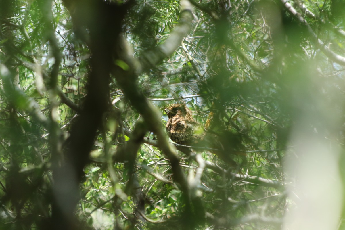 eBird Checklist - 12 Apr 2018 - McAllen Nature Center (LTC 065) - 25 ...
