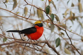 Yellow-crowned Gonolek - Laniarius barbarus - Birds of the World