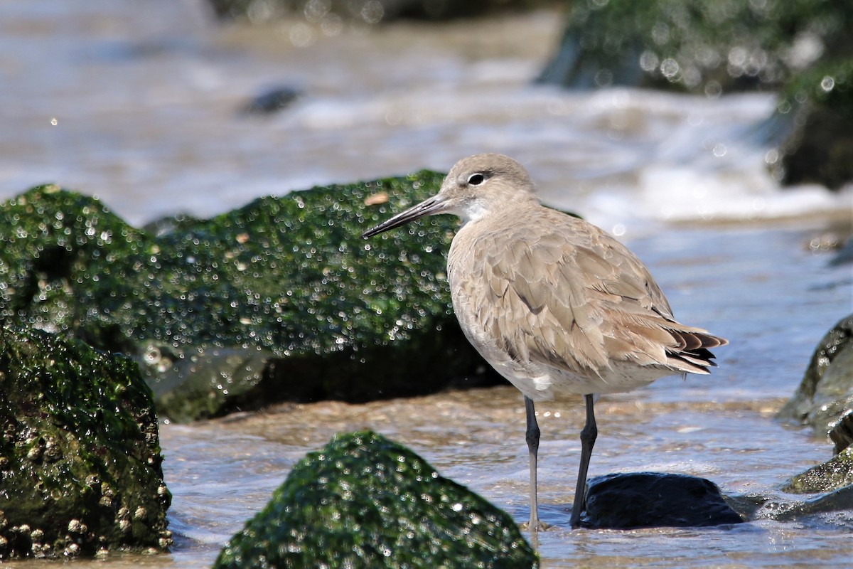 eBird Checklist - 26 Apr 2018 - San Leandro Marina - 14 species