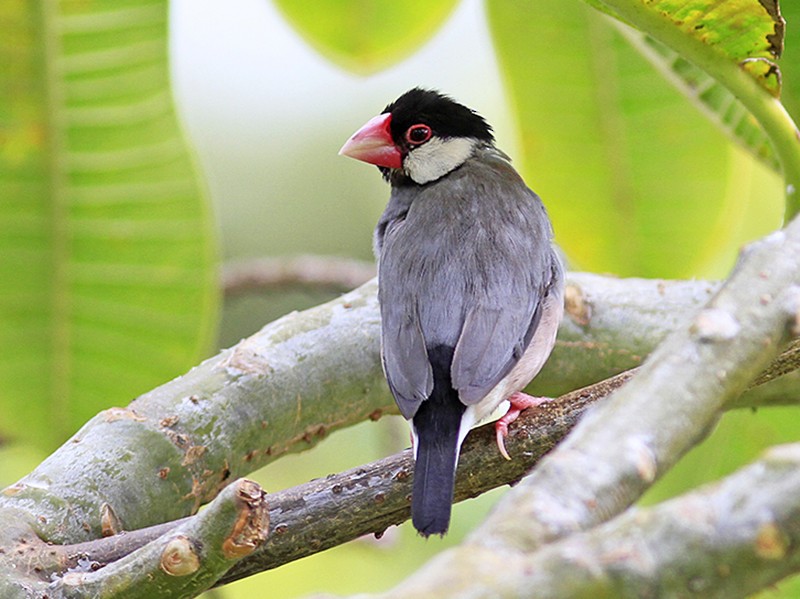 Java Sparrow - eBird