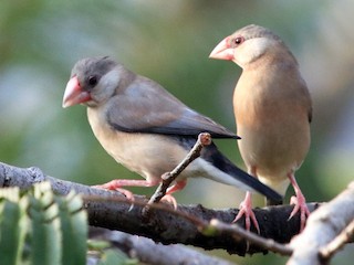 Java Sparrow - eBird
