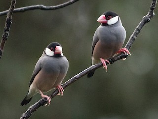Java Sparrow - eBird
