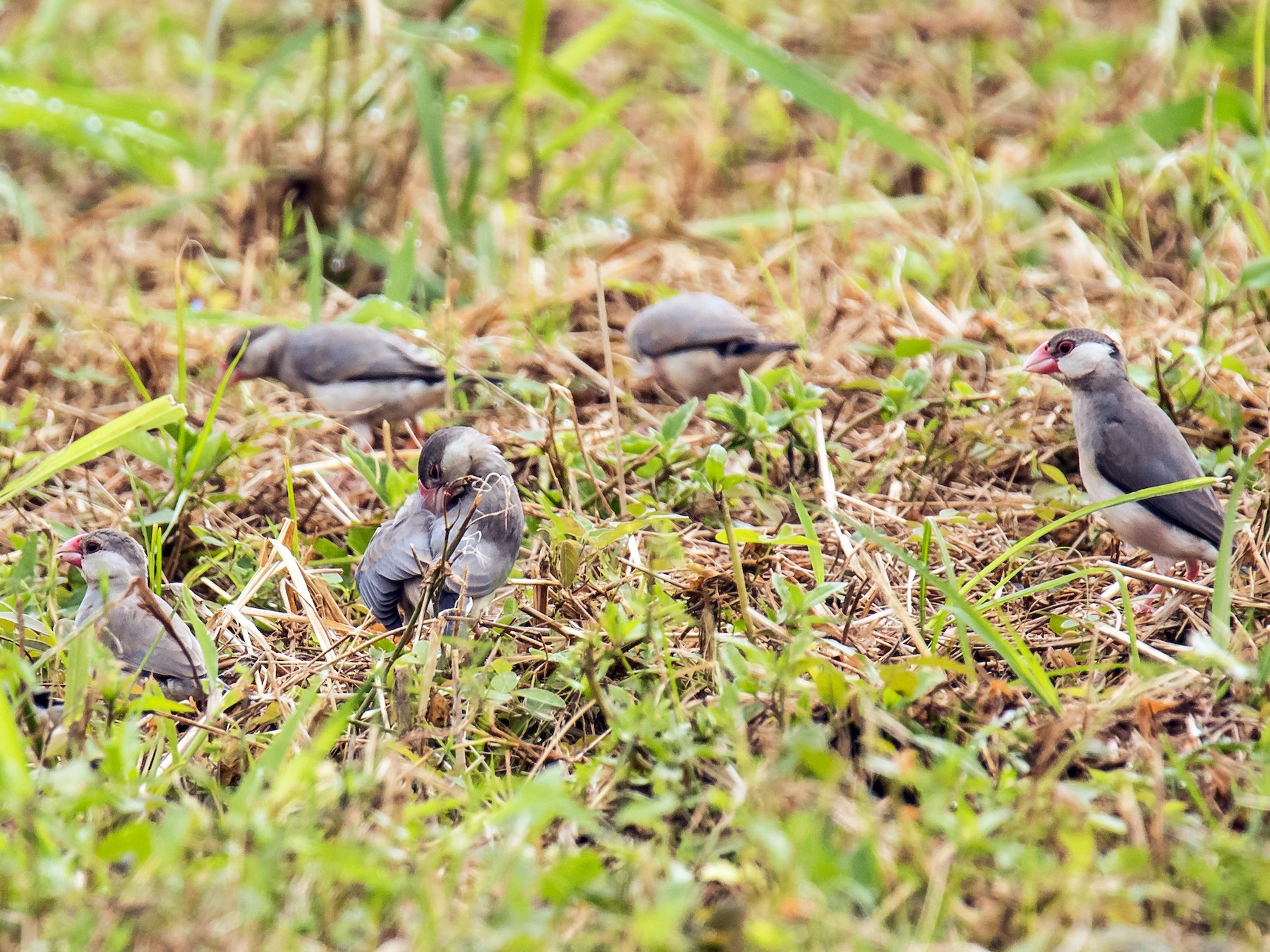Capuchino Arrocero de Java - eBird