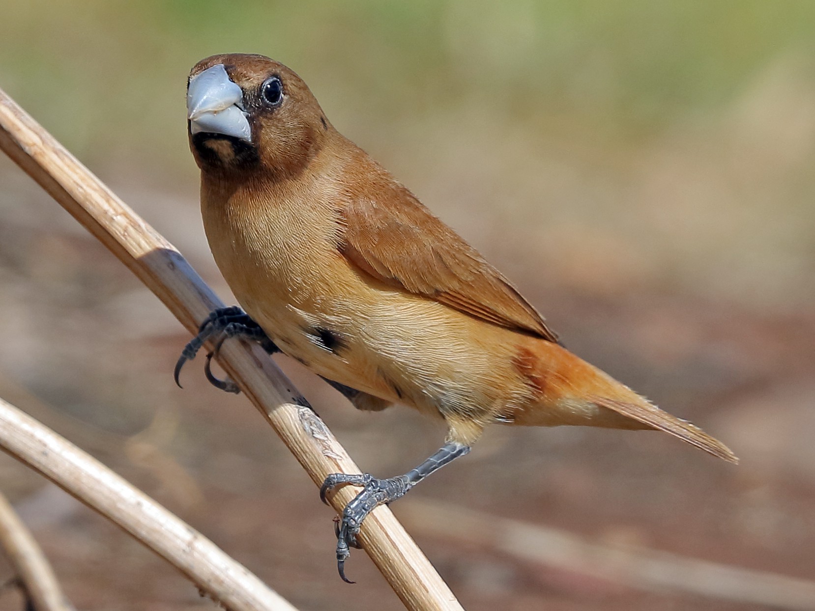 Chestnut Munia - eBird