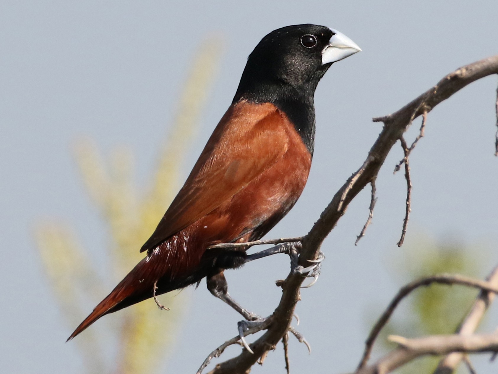 Chestnut Munia - eBird