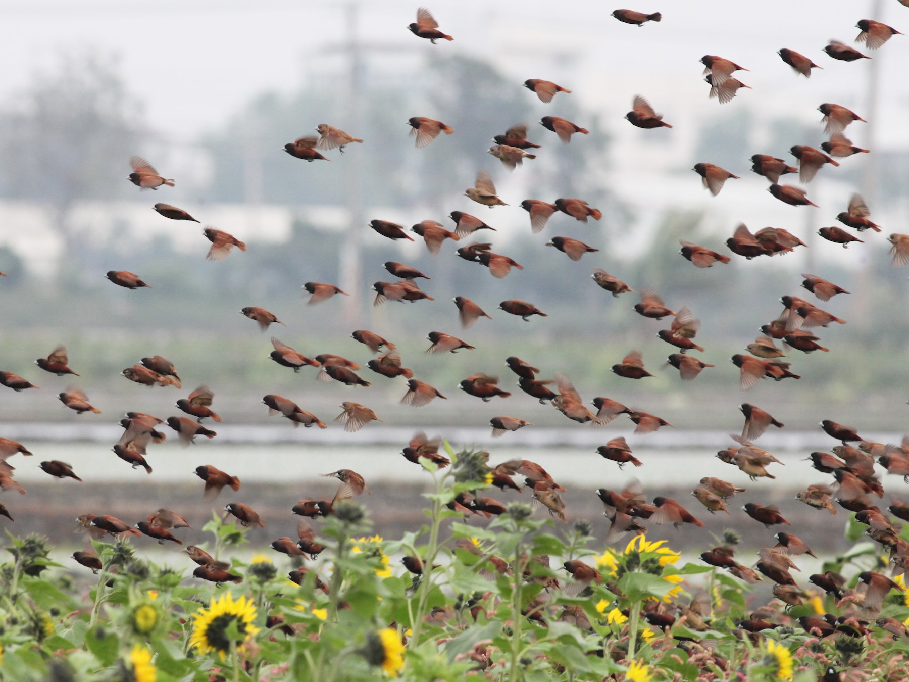 Chestnut Munia - eBird
