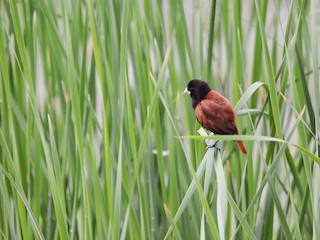 Chestnut Munia - eBird