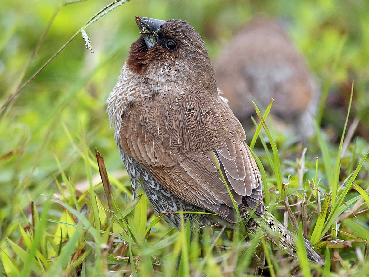 Scaly-breasted Munia (Spotted Munia) - eBird