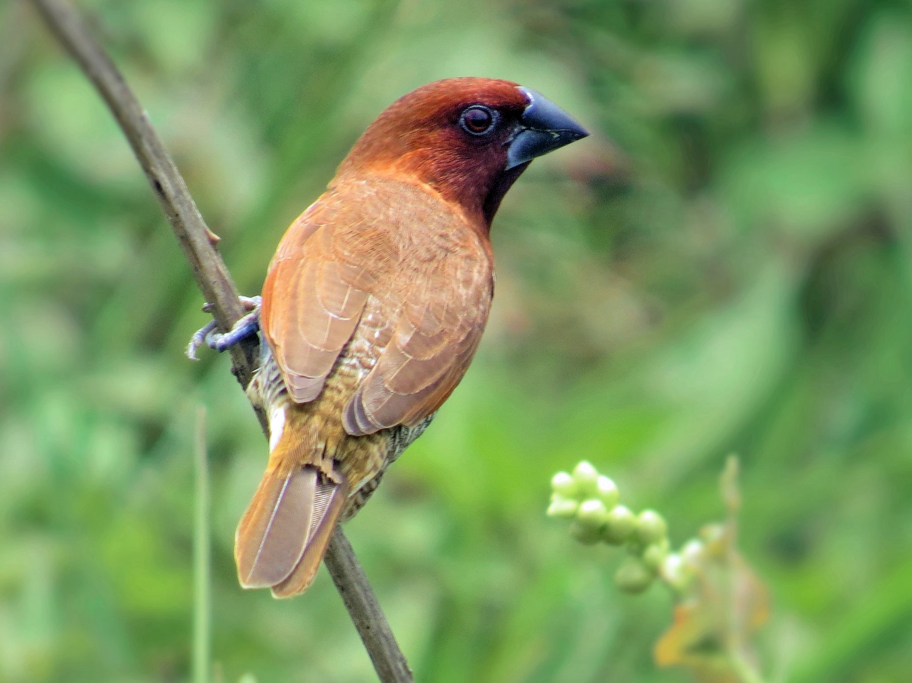 Scaly-breasted Munia - eBird