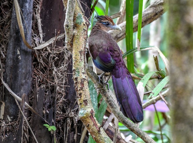 Photos - Rufous-vented Ground-Cuckoo - Neomorphus geoffroyi - Birds of ...