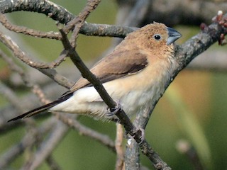 African Silverbill - eBird