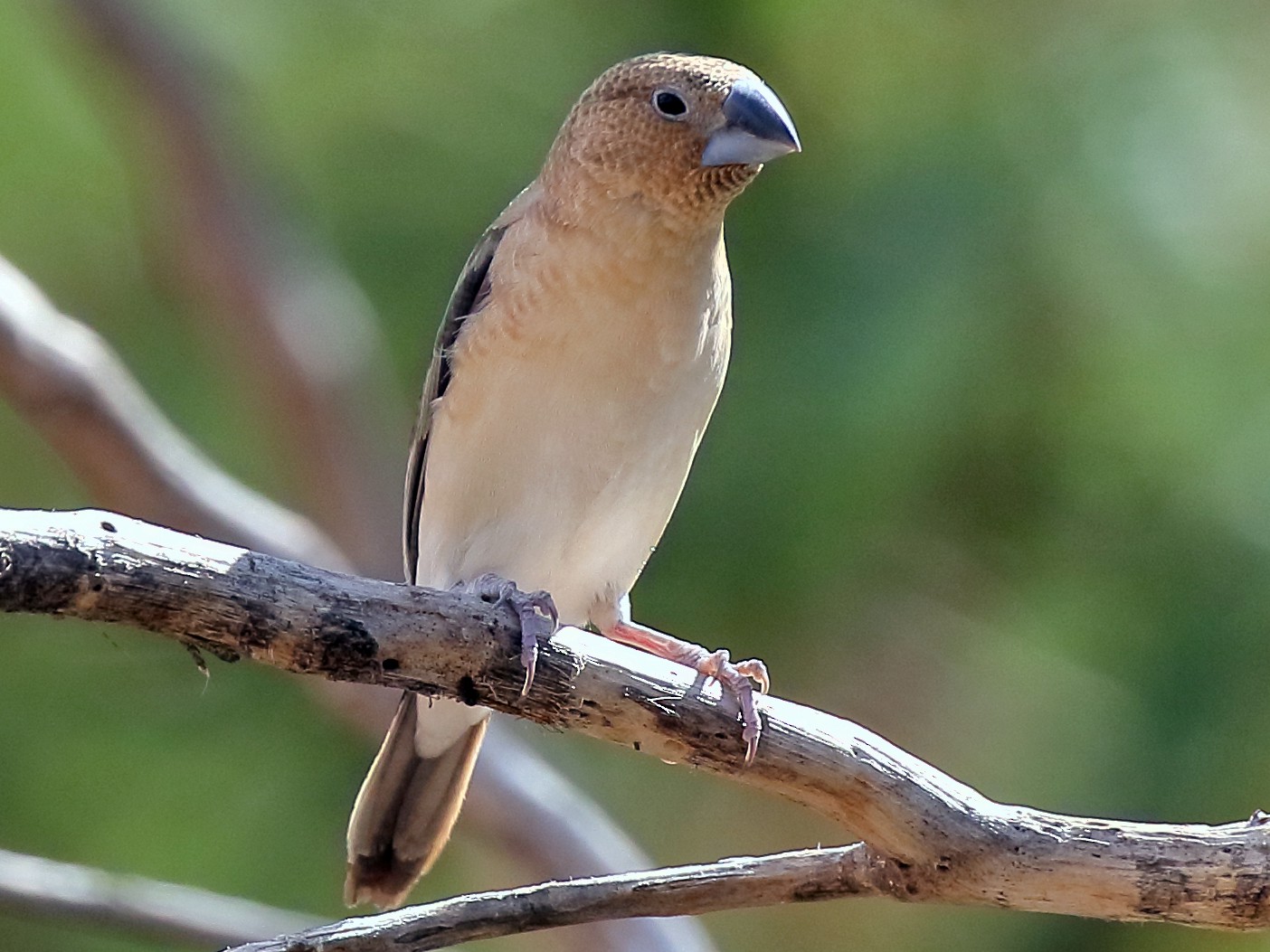 African Silverbill - eBird