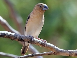 African Silverbill - eBird