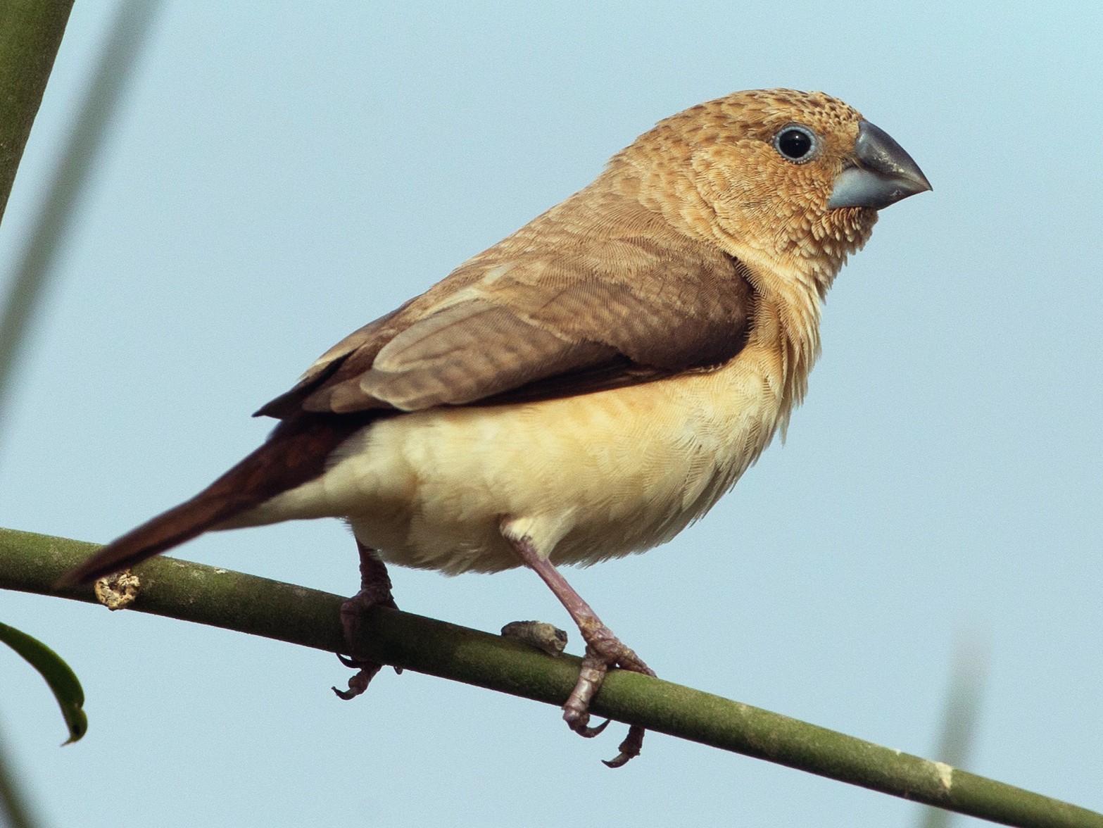 African Silverbill - eBird