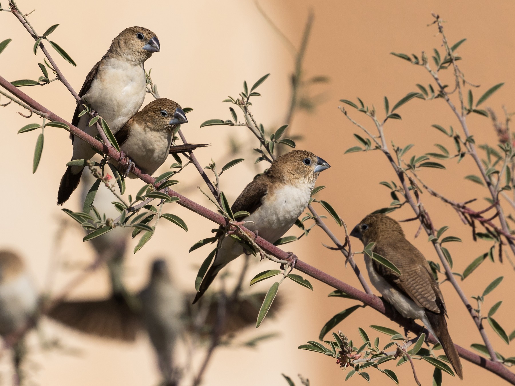 African Silverbill - eBird