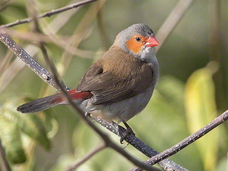 Orange-cheeked Waxbill - eBird