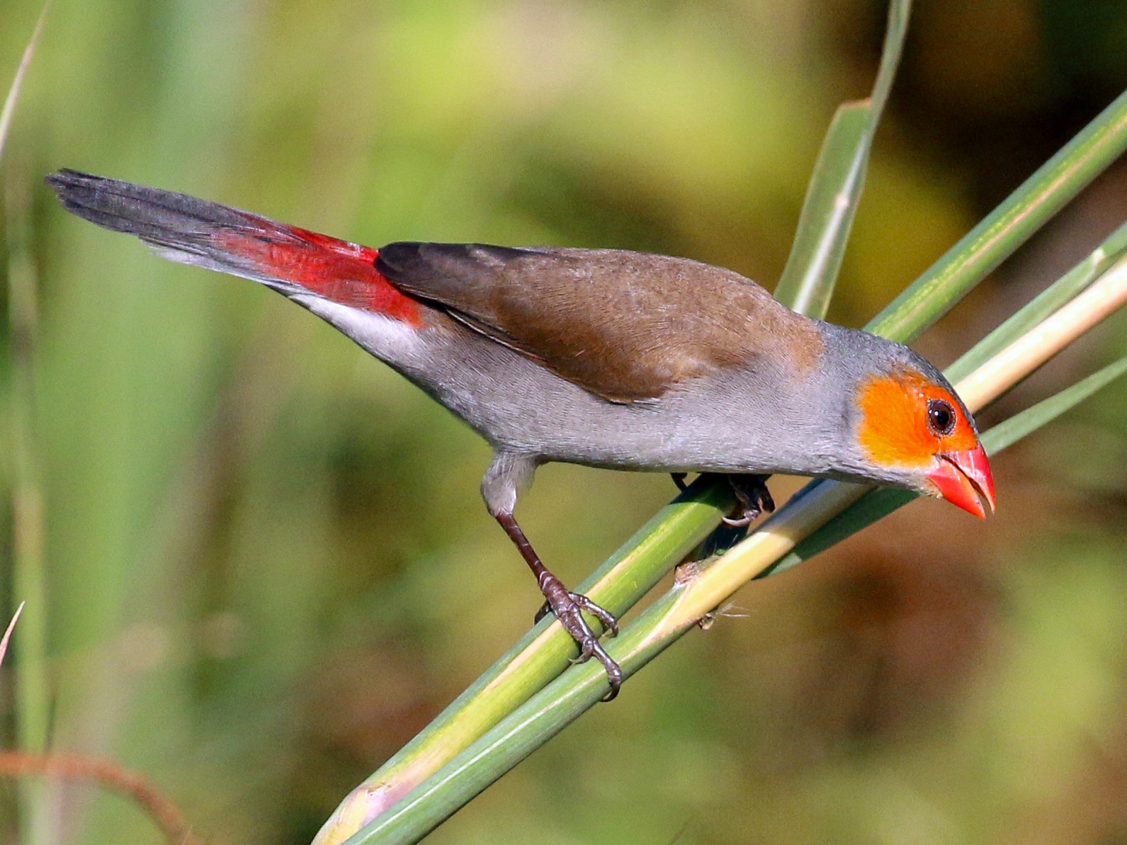 Orange-cheeked Waxbill - eBird
