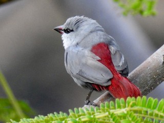 Lavender Waxbill - eBird