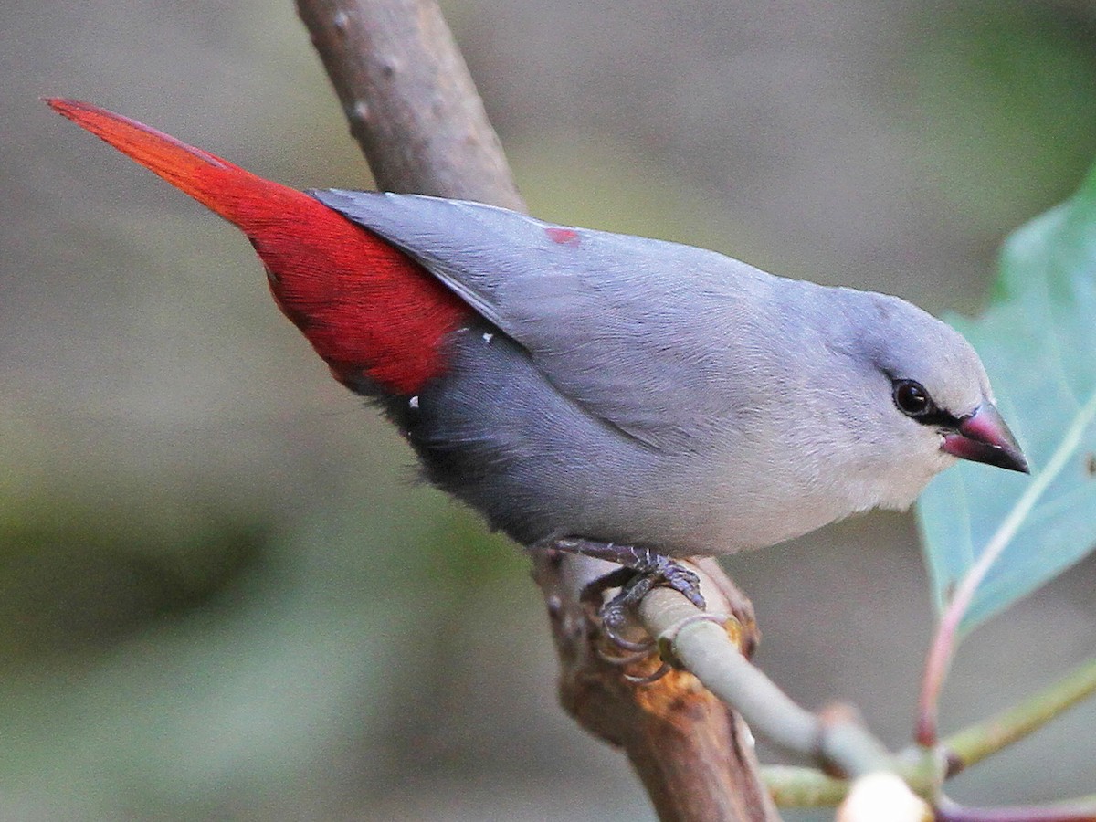 Lavender Waxbill - Glaucestrilda caerulescens - Birds of the World