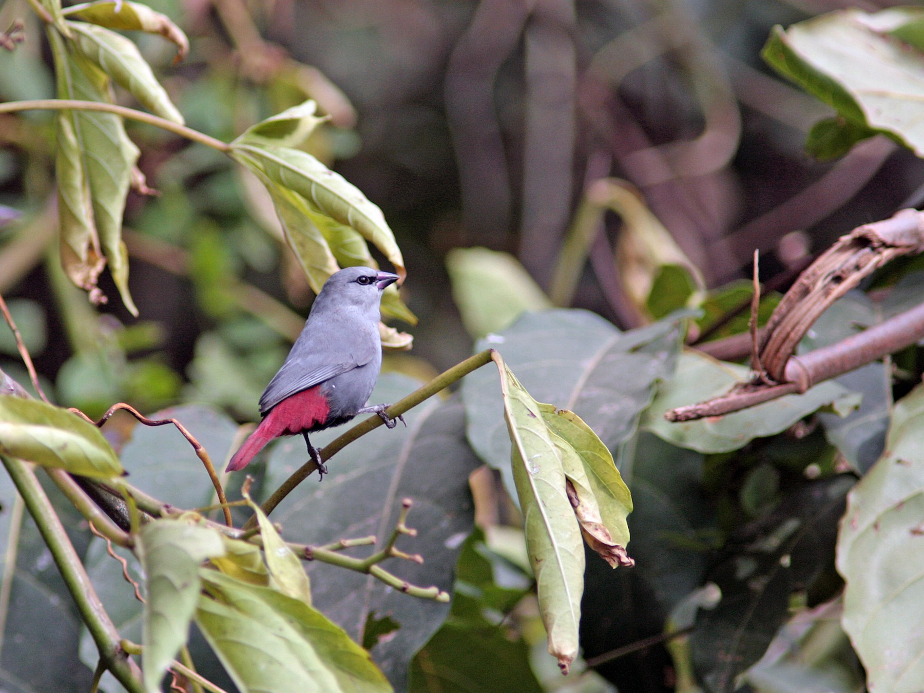 Lavender Waxbill - eBird